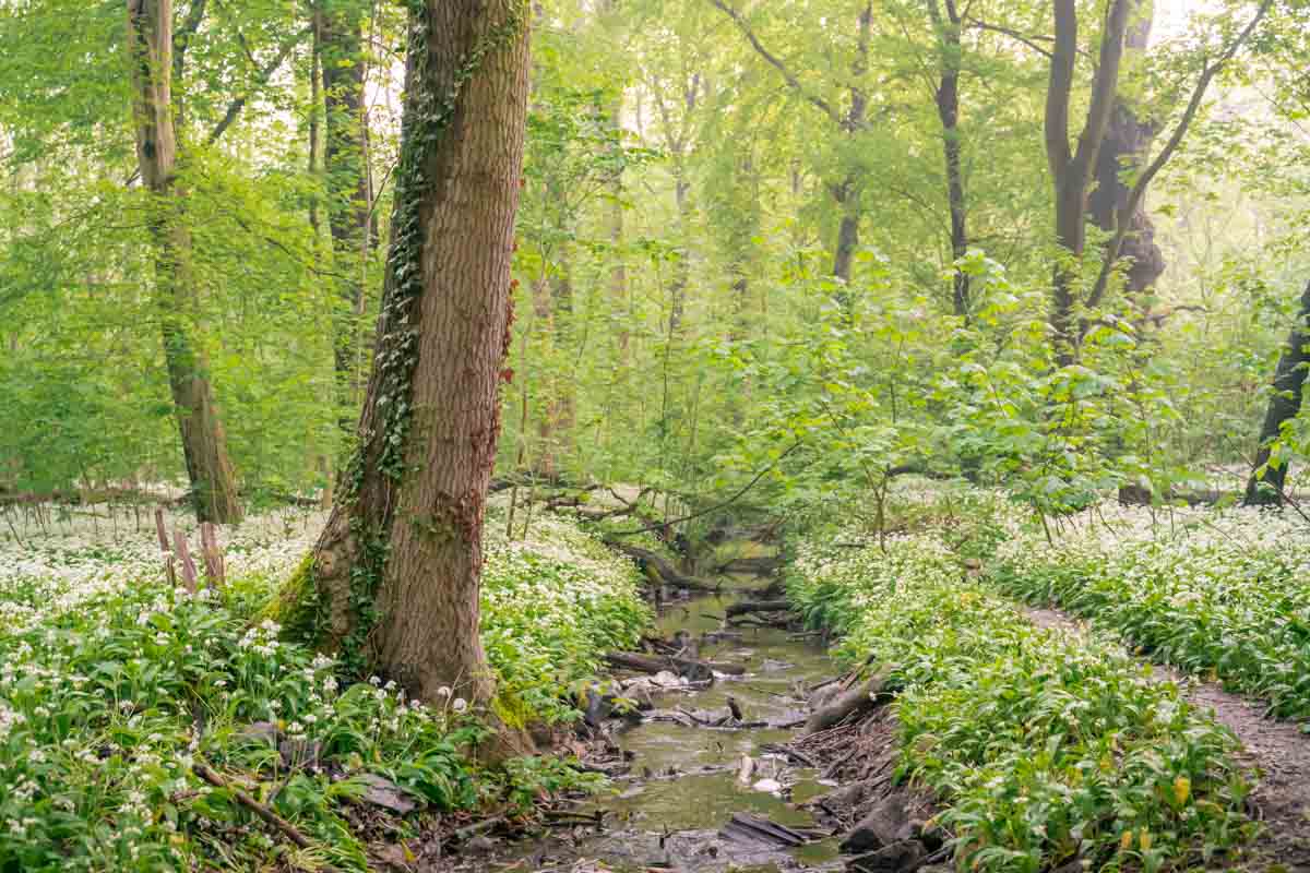 Frühling Im Auwald - Leipzig Zur Bärlauchblüte ~ Ahoi Adventures