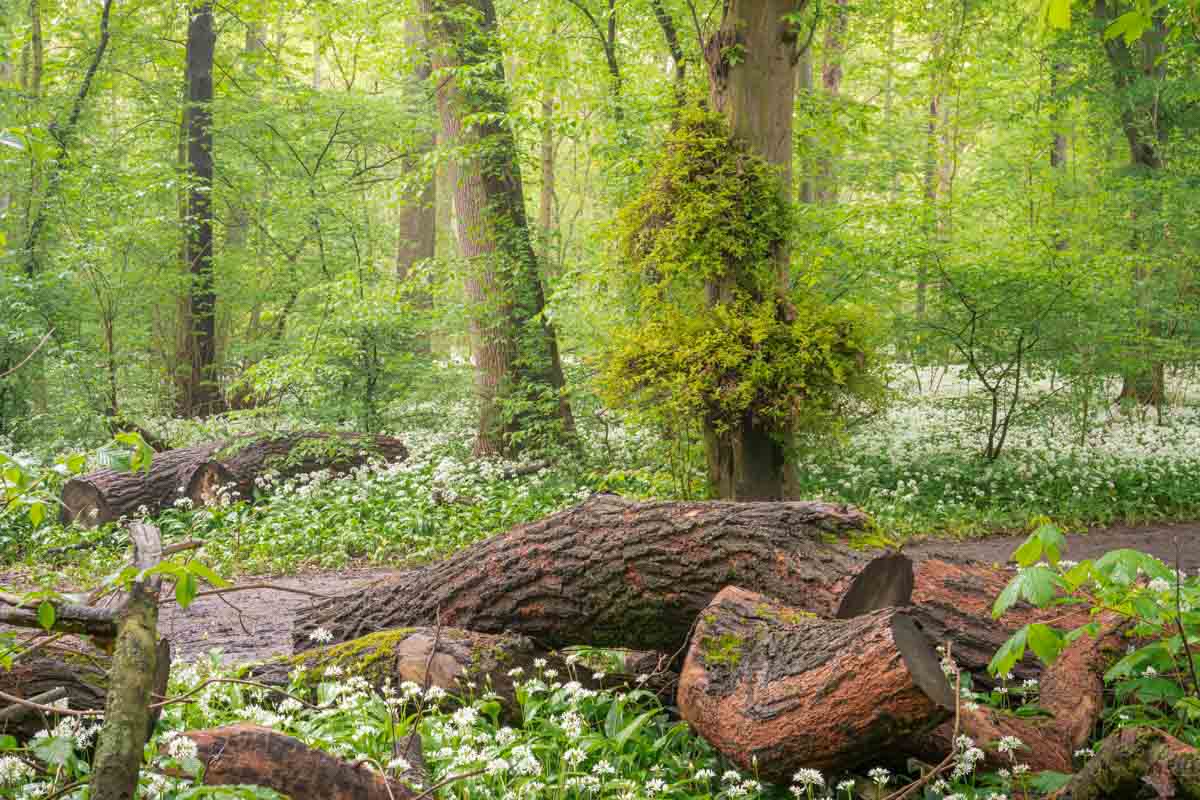 Frühling Im Auwald - Leipzig Zur Bärlauchblüte ~ Ahoi Adventures